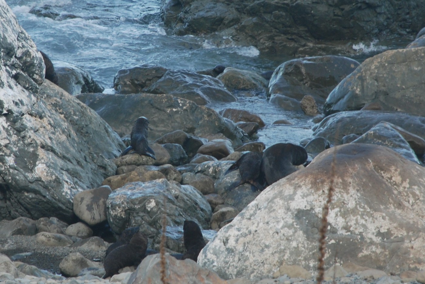 Ohau Point Seals